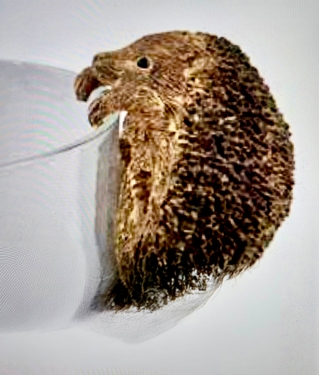 Large Hedgehog - Pot Hanger – Charlie & Chums